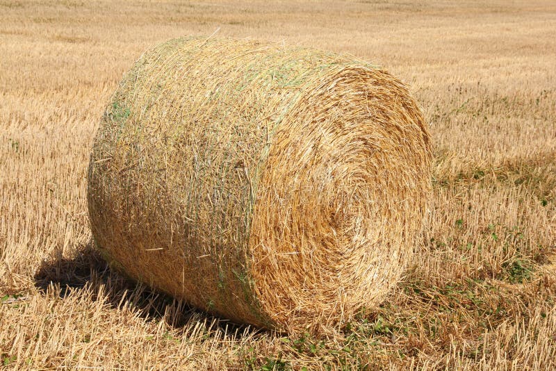Round bale of straw stock image. Image of roll, knotted - 129458605