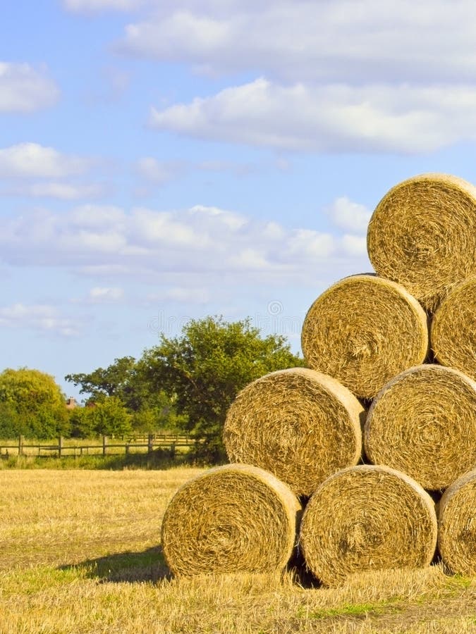 Round bales stock image. Image of arable, white, bales - 10899307