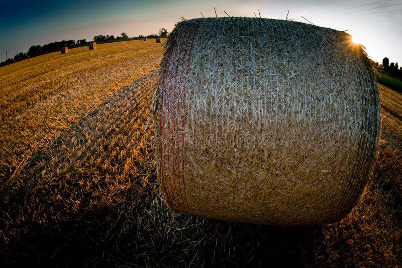 Round bales stock photo. Image of bales, summer, cylinder - 25976562