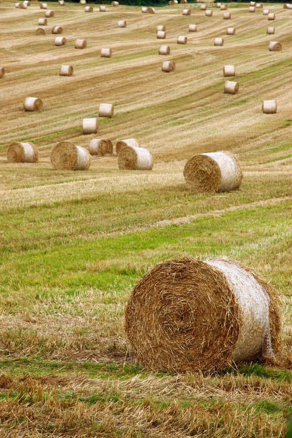 Round bales 7 stock image. Image of field, dozens, horizon - 4070469