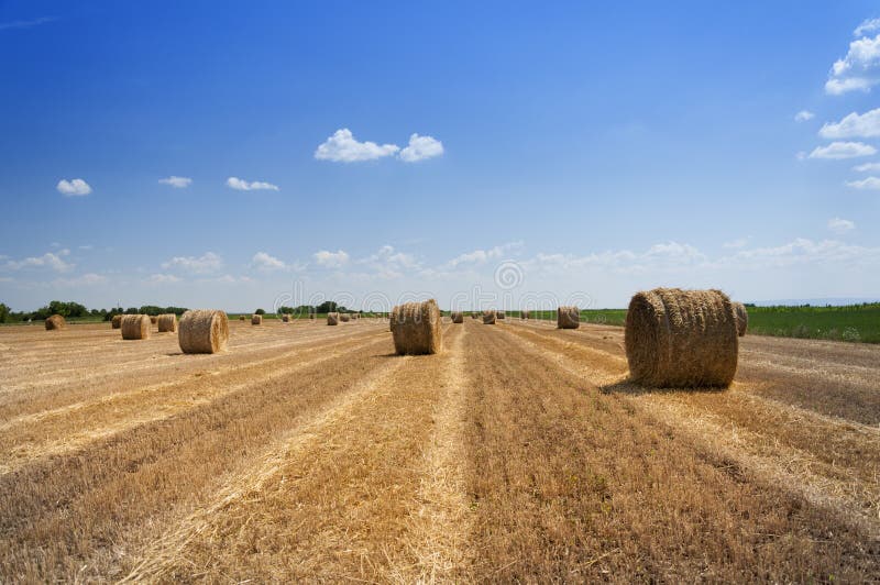 Round bales stock photo. Image of farming, wheat, golden - 87592654