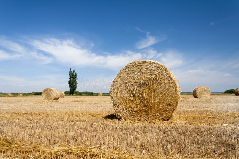 Round bales stock image. Image of grain, round, agriculture - 87593397