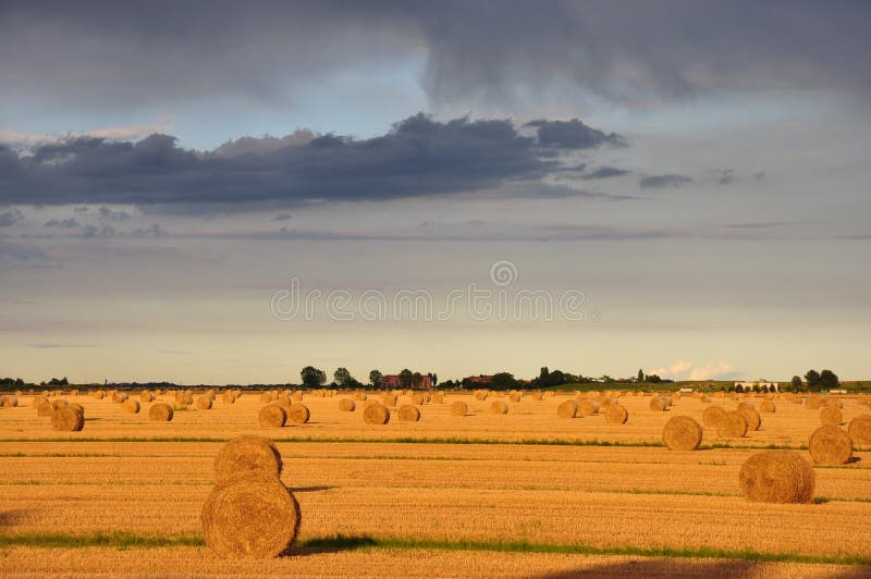 Round Bales in Field at Sunset Stock Image - Image of field, grass ...