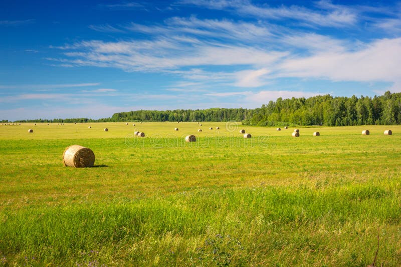 Round Bales of Hay on a Field after the Harvest Stock Image - Image of ...