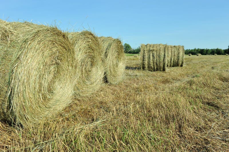 Round bales of hay stock photo. Image of rolled, horse - 34090490