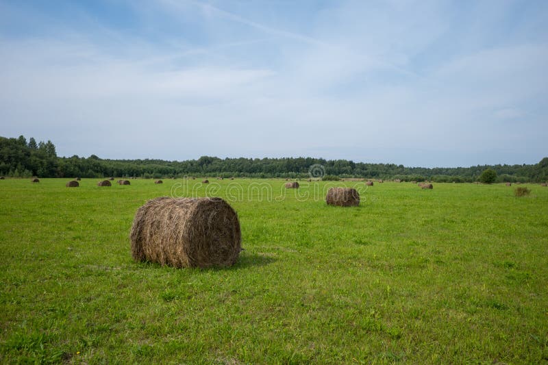 Round Bales of Hay in the Fields Against a Background of Forest and ...