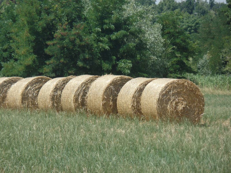 Round Bales of Hay on the Grass Stock Image - Image of baler ...