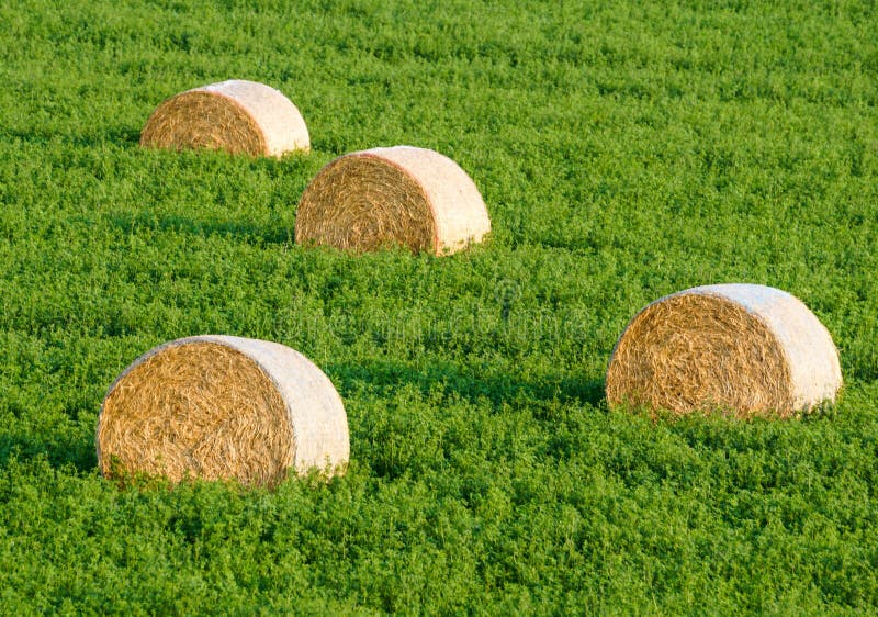 Round Bales of Hay in the Green Field. Stock Photo - Image of golden ...
