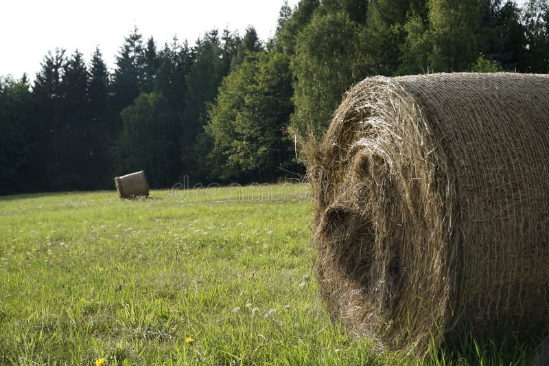 Round Bales of Hay on Meadow Stock Photo - Image of bundle, grass ...