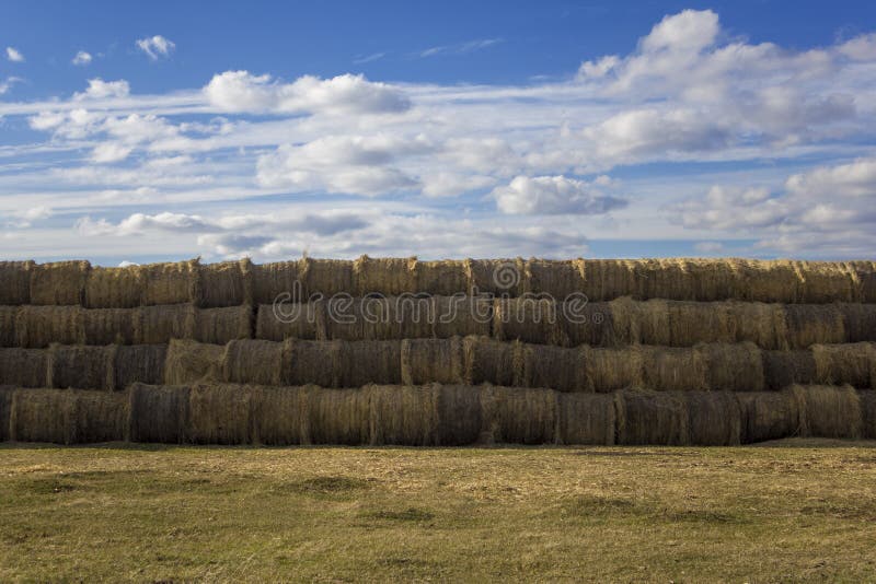 Dry Yellow Hay in a Stack Close-up. Natural Surface Texture Stock Photo ...