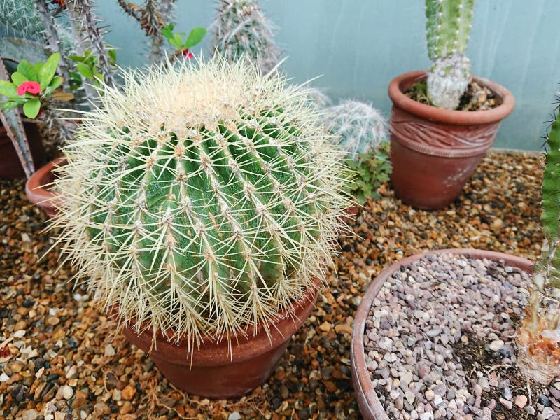 Ball shaped cactus stock image. Image of biology, green - 20977369