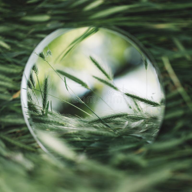 Round Beautiful Glass in the Grass Stock Image - Image of grass ...
