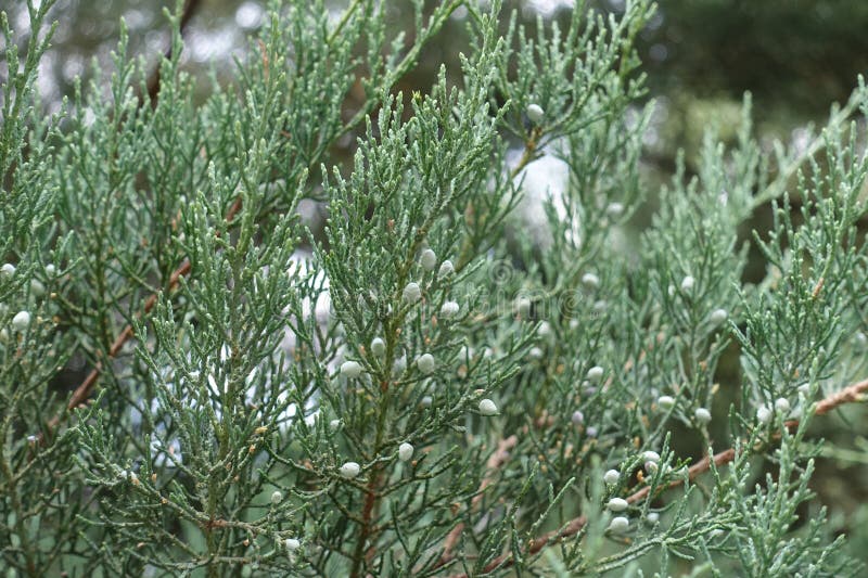 Round Berries in the Leafage of Juniperus Pfitzeriana Stock Image ...