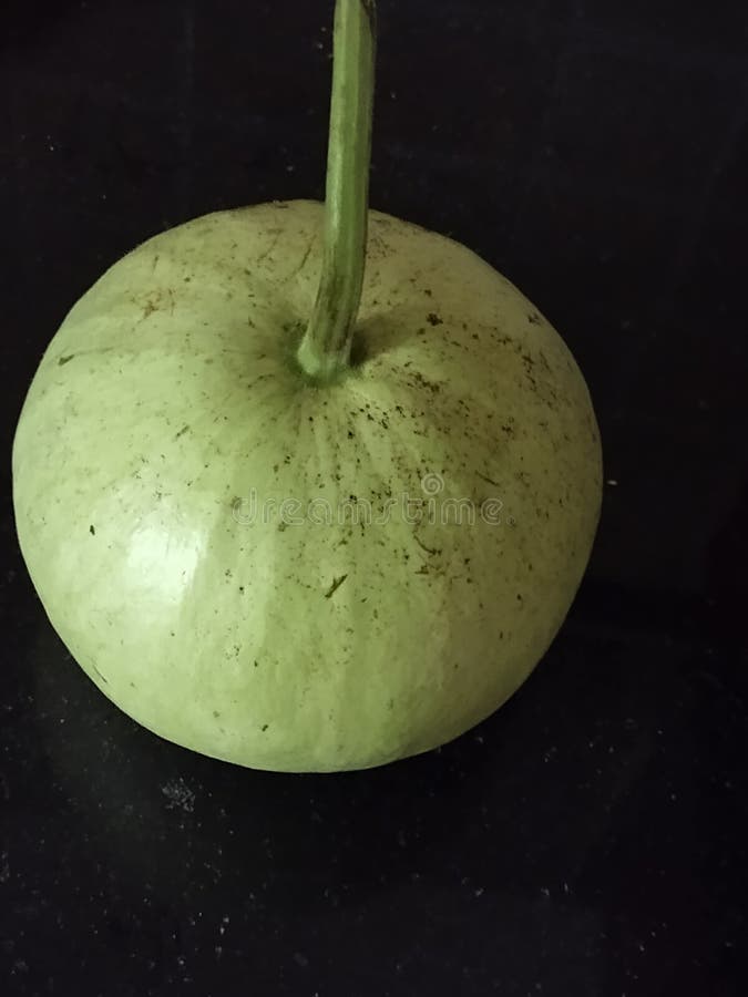 Round bottle guard stock photo. Image of vegetables - 255851574