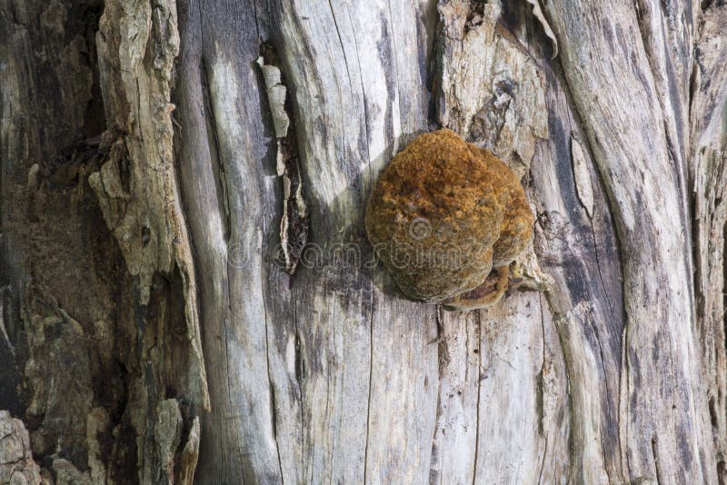 Round Fungus on Plywood Close Up Shot Stock Photo - Image of insect ...