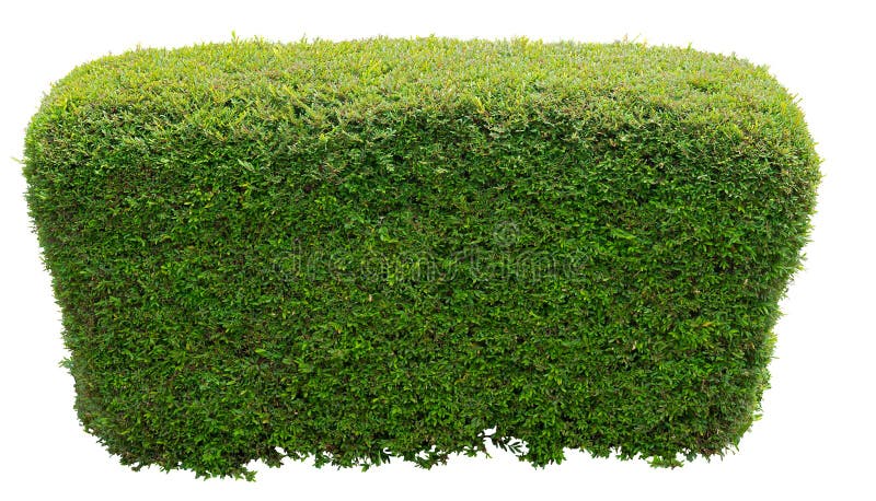 Round bush stock photo. Image of round, white, trim, fence - 26135584