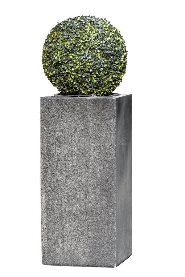 Round Bush in a Pot Isolated Stock Image - Image of bush, ornamental ...