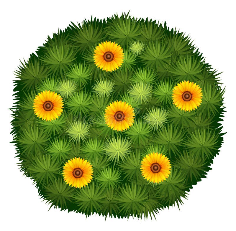 Round Bush Foliage of Green Leaves. Green Leaves Tea or Tree Texture ...