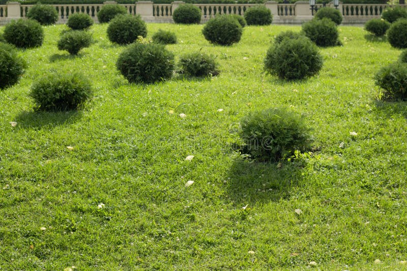 Round Bushes. Green Lawn with Bushes, Landscape Design. Stock Photo ...