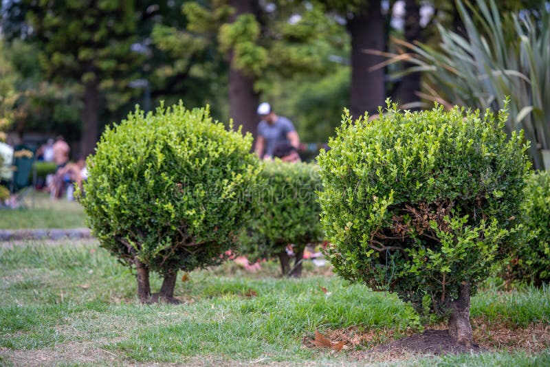 Round bushes stock photo. Image of plants, park, flower - 88862440