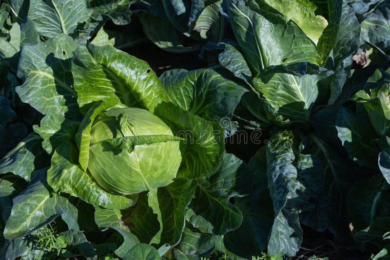 Round Cabbage Grows on the Field Stock Photo - Image of garden, field ...