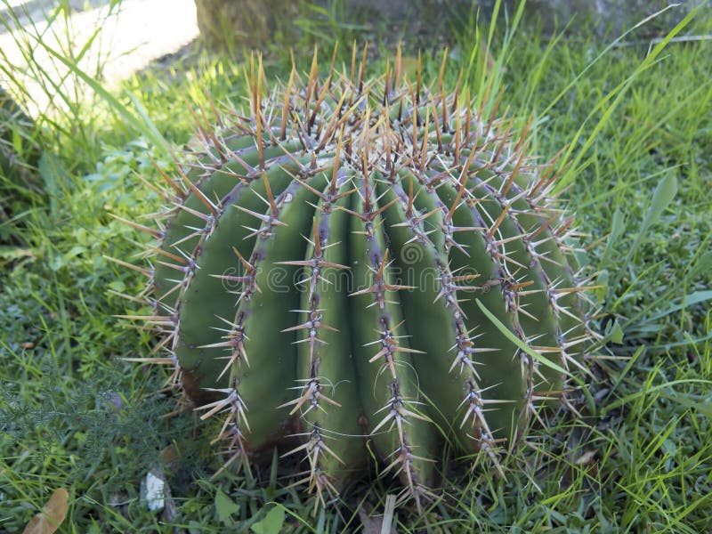 Round cactus stock image. Image of plants, spiked, cactus - 108536063
