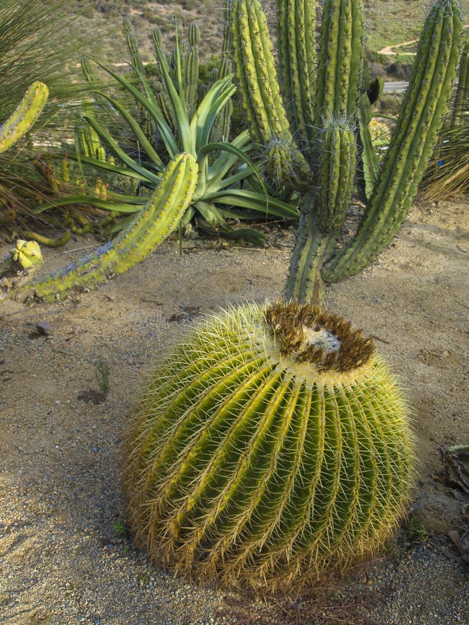 Round cactus close-up stock photo. Image of succulent - 25440236