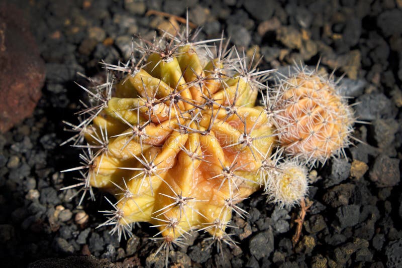 Round Cactus Closeup , Succulent Garden Plant Stock Image - Image of ...