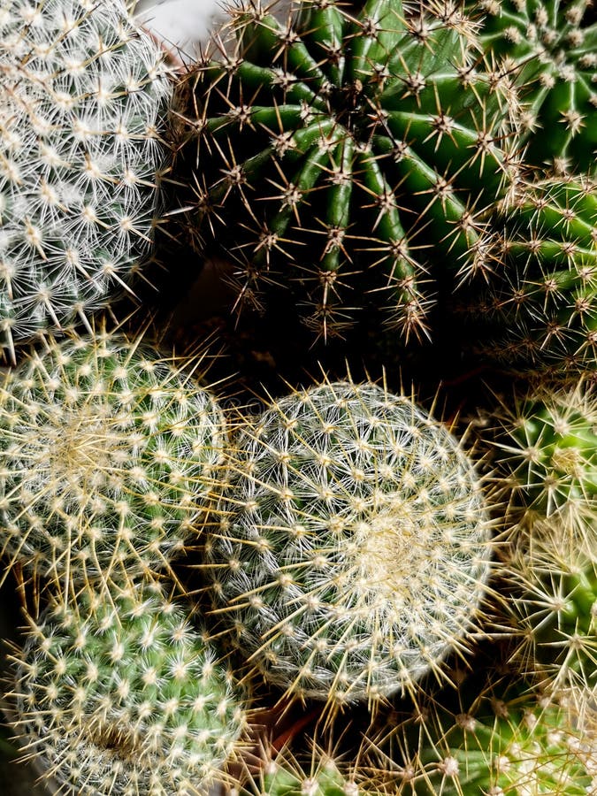 Round Cactus Collection on Pots Stock Photo - Image of design ...