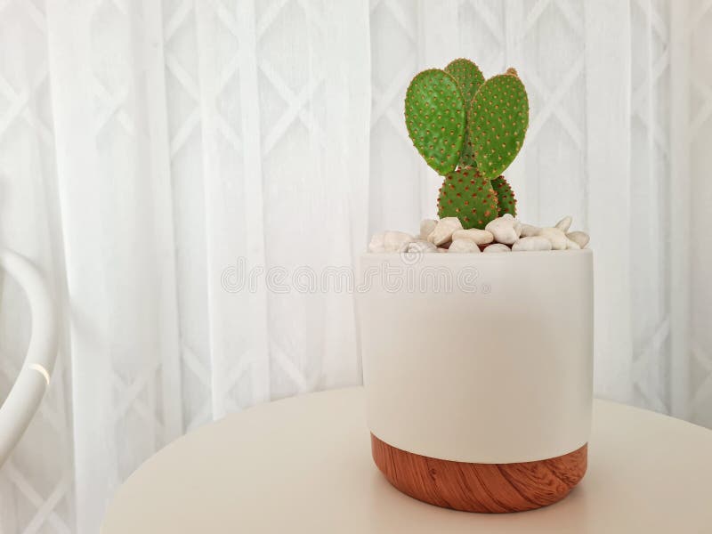 A Round Cactus in a Cute White Pot is Placed on the Table Stock Photo ...