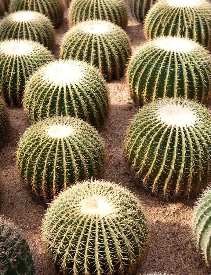 Round Cactus Garden stock photo. Image of patch, thorns - 10620544