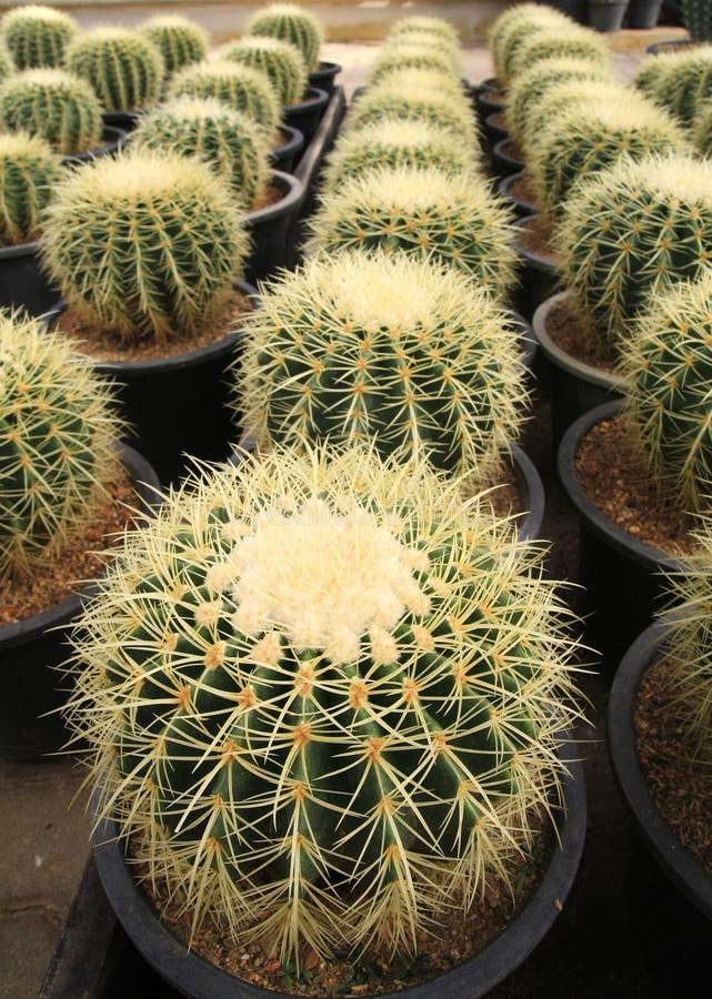 Round Cactus with Small White Dots Stock Photo - Image of dots, white ...