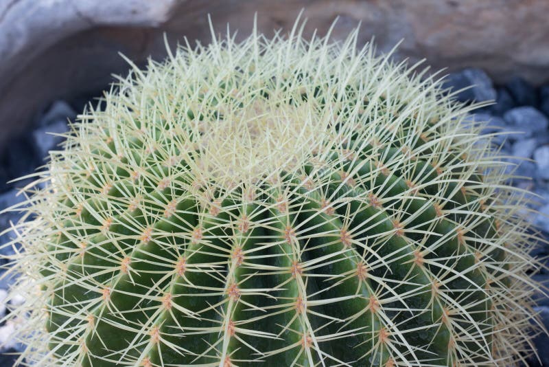 Round cactus stock photo. Image of garden, botanical - 86210714