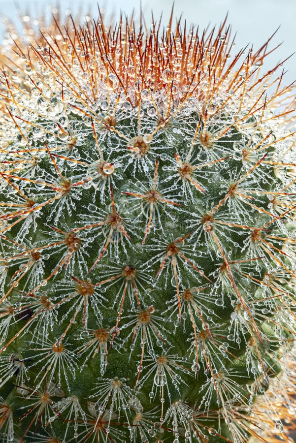 A Round Cactus with Its Characteristic Sharp Red Spikes Like Needles ...