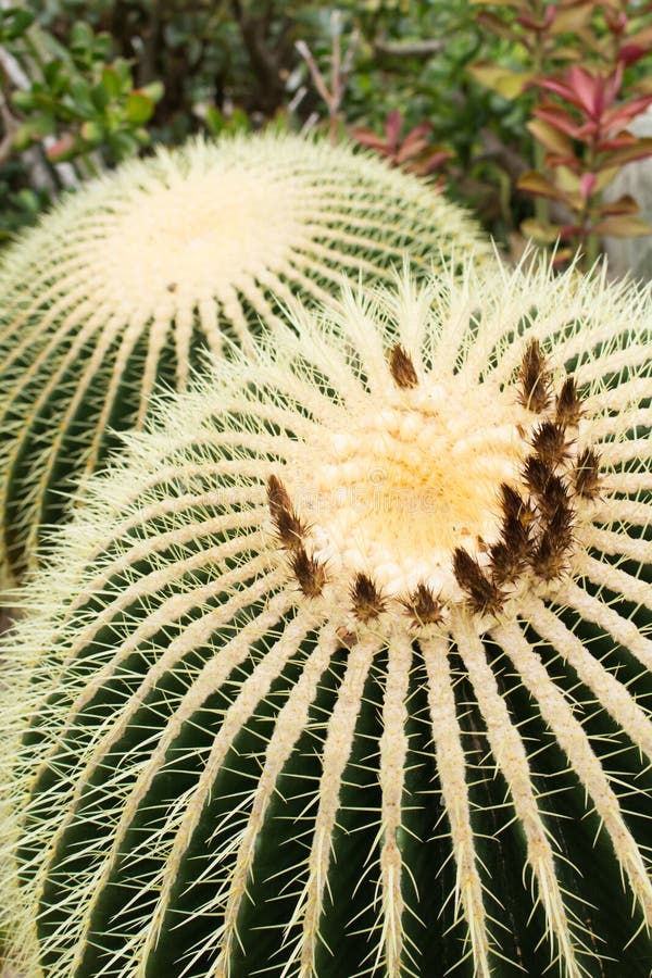 Round Cactus with Small White Dots Stock Photo - Image of dots, white ...