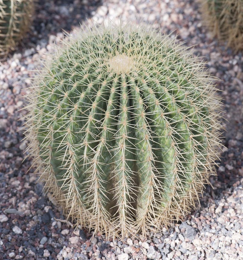 Round cactus stock image. Image of natural, sharp, green - 52594387