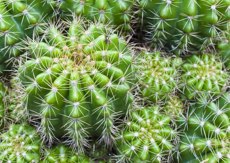 Round Cactus Plant stock image. Image of round, botanic - 20907273