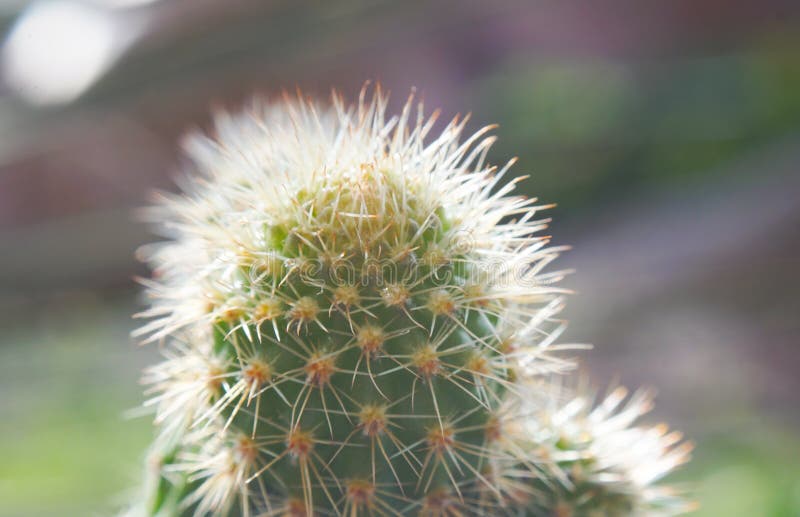 Round cactus plant stock image. Image of color, garden - 244973905