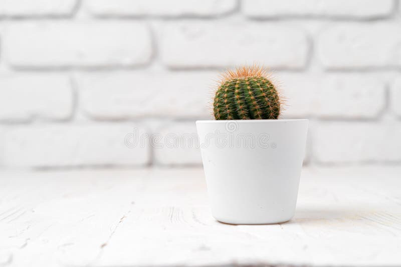 Round Cactus in White Pot on White Wooden Table Stock Image - Image of ...