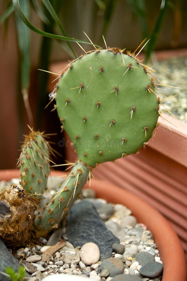 Big Cactus with Yellow Round Thorns Close Up Stock Image - Image of ...