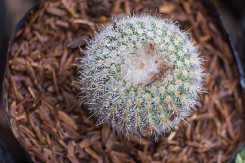 Round cactus stock image. Image of growing, garden, round - 101887615