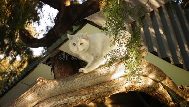 ROUND CAT HIDDEN on the TREE Stock Image - Image of hidden, stands ...