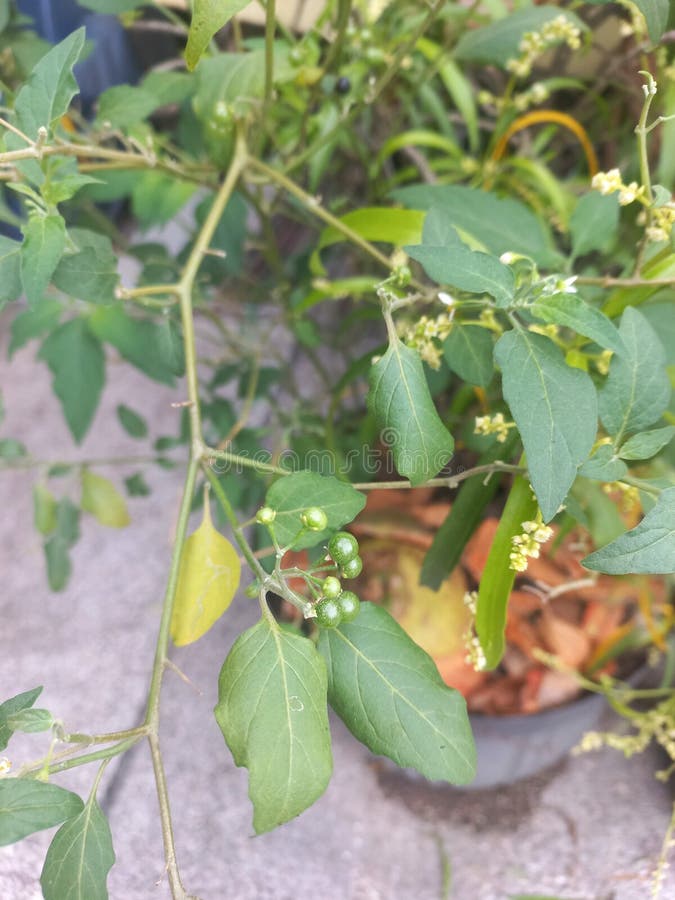 Baby Green Round Cherry Chilli Stock Photos - Free & Royalty-Free Stock ...
