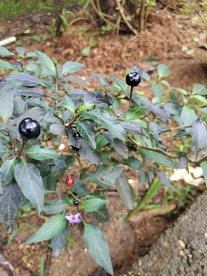 Round chilli stock photo. Image of chilli, small, round - 255580490