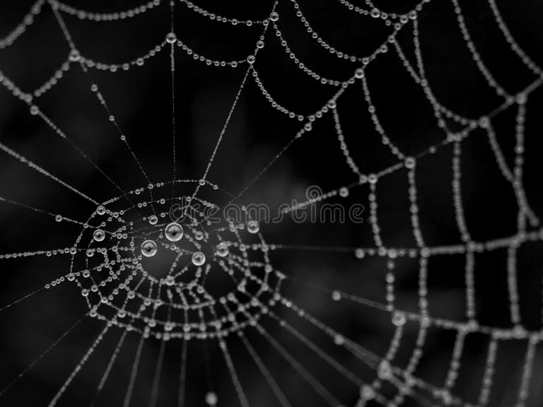 Cobweb with Drops in Black and White Stock Photo - Image of green ...