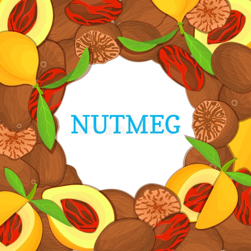 Round Colored Frame Composed of Nutmeg Spice Fruit. Vector Card ...
