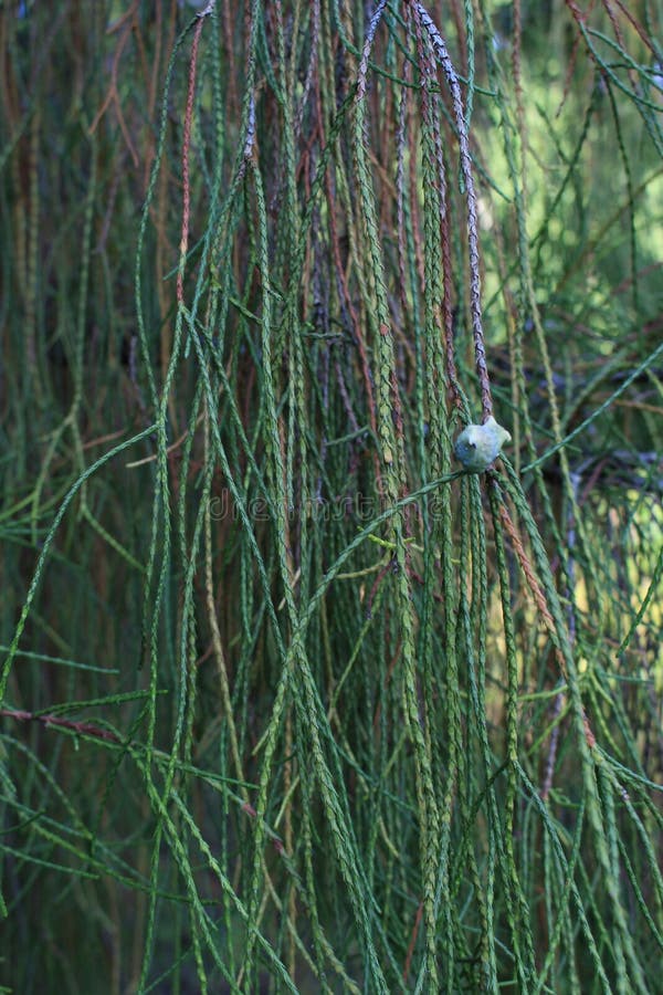 Round Cones Hang on the Branches of an Evergreen Coniferous Tree Stock ...