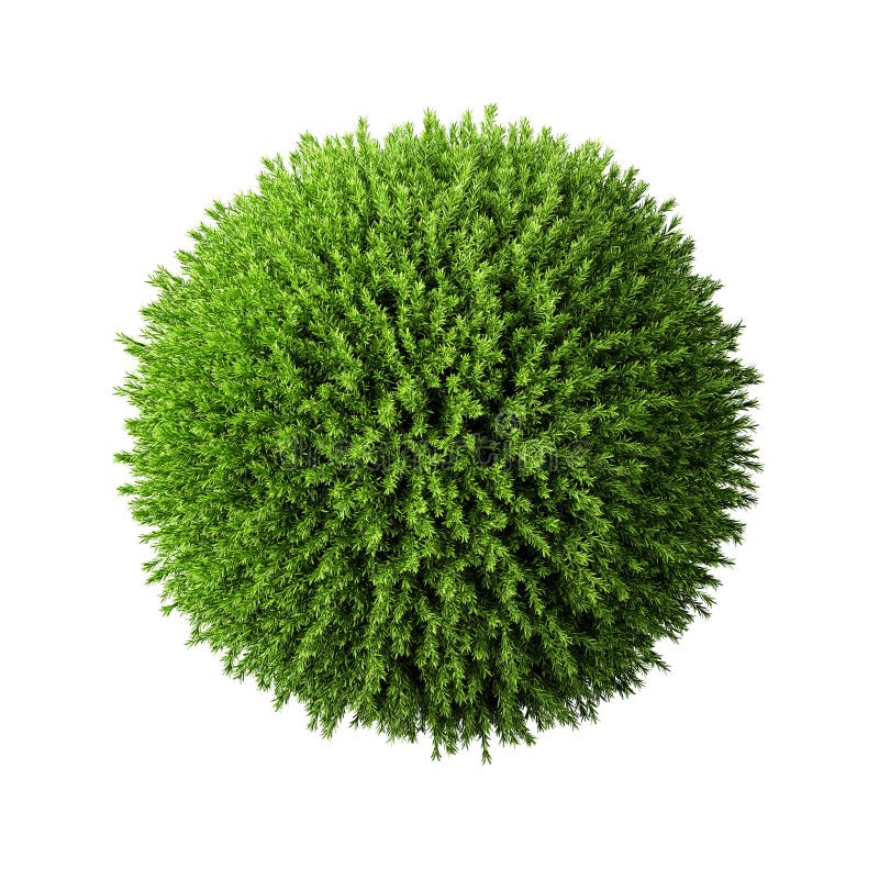 Round Coniferous Plant, Green Sphere or Bush Isolated on White ...