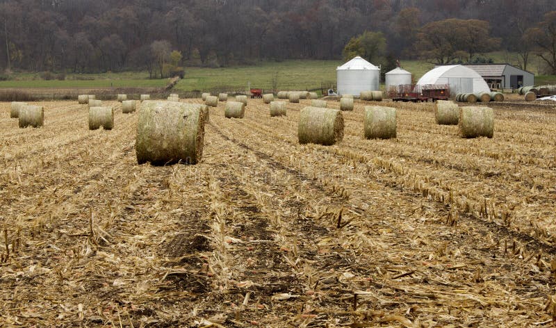 Round corn bales stock photo. Image of stalks, rural - 62798374