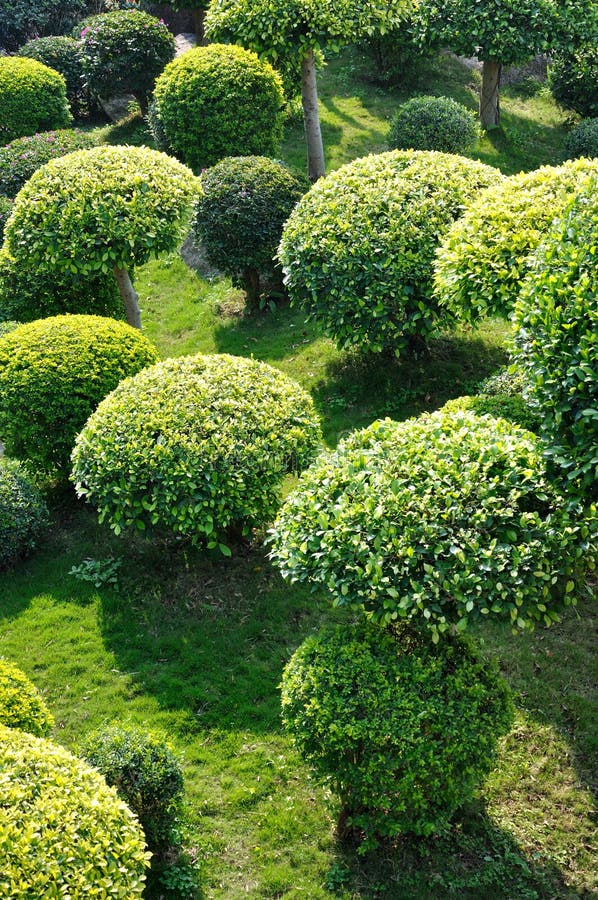 Round cown trees stock photo. Image of bright, ball, repeated - 12613016